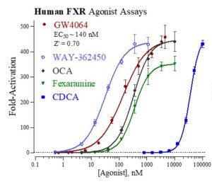 Human FXR Reporter Assay Kit - Indigo Biosciences
