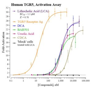 Human TGR5 Reporter Assay Kit - Indigo Biosciences