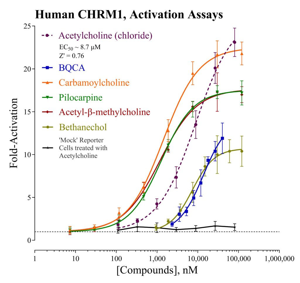 Human CHRM1 Activation Reporter Assay Kit - Indigo Biosciences